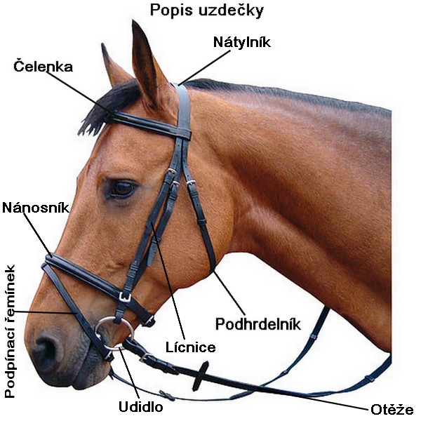 Uzdečka,uždění :: Kone-jezdectvi-cz